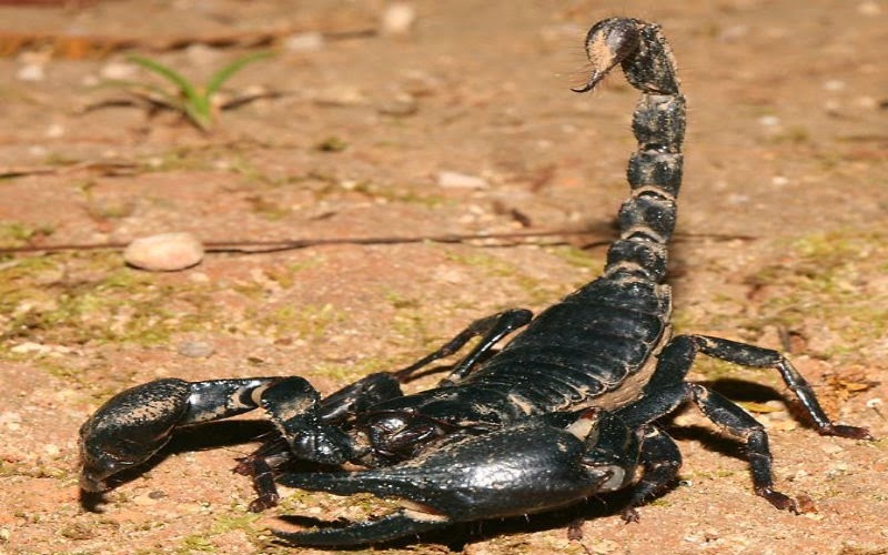 L’uomo scorpione: tutto quello che non sai